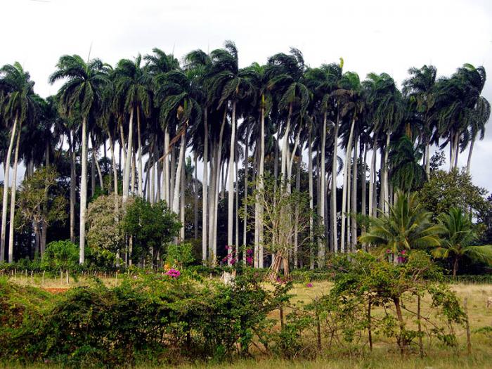 Imagen: Palmar avileño, típico del paisaje criollo cubano. - Multimedia ...
