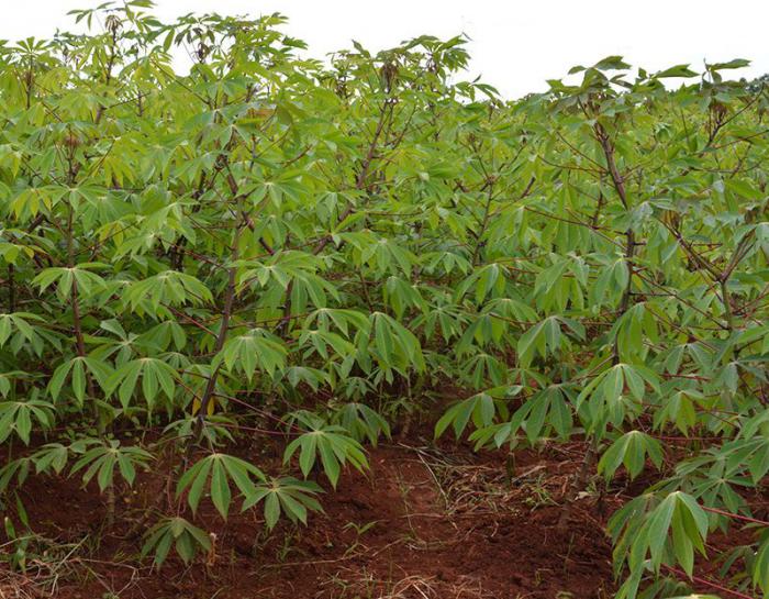 Instituto de Investigaciones de Viandas Tropicales implementa nuevas ...