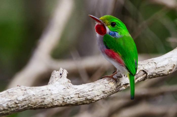 Cuba celebra la belleza de su flora y fauna en el Día Mundial de la ...