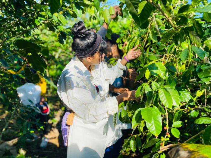 Cafetaleros del Alto Oriente: recoger y recuperar › Huracán Melissa por ...
